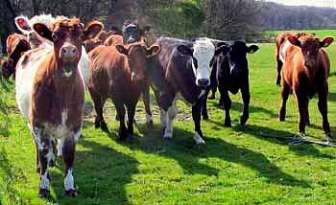 Purebred vs Crossbreeding vs Mixed Breed Cattle - Which Is Right For ...