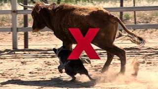 The Stickiness of Livestock Stress; Grass Finishing Tips for Cattle Farmers